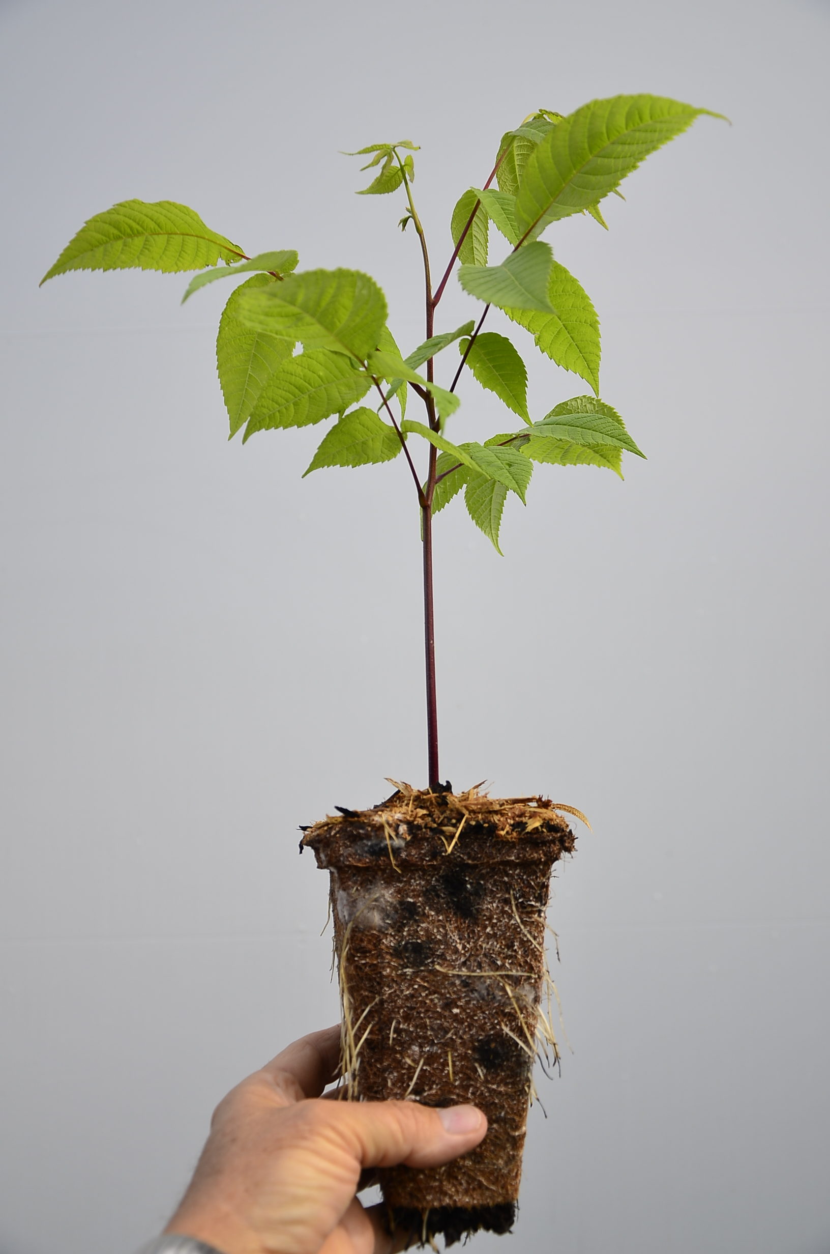 Plugs - Verbinnen's Nursery