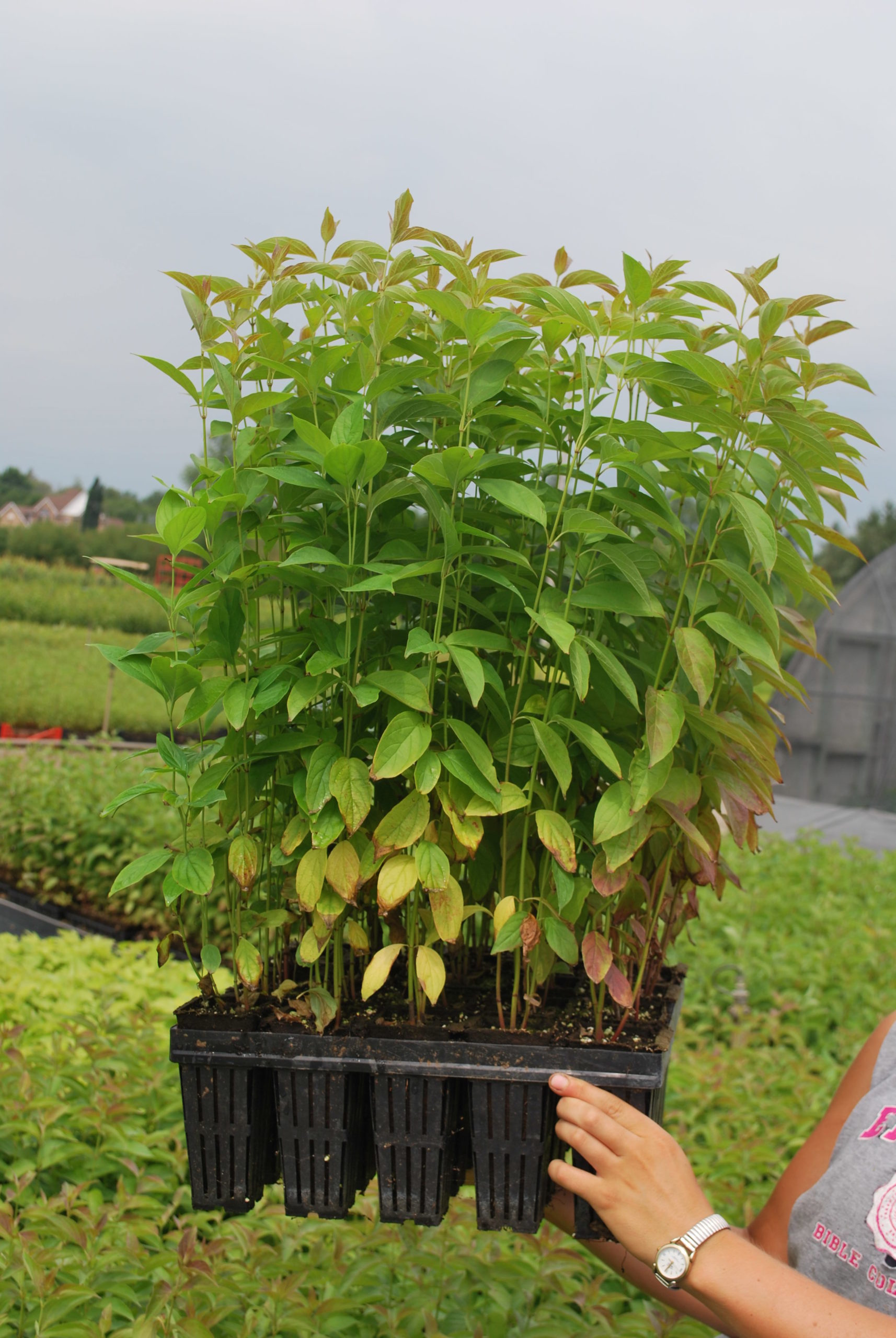 Plugs - Verbinnen's Nursery