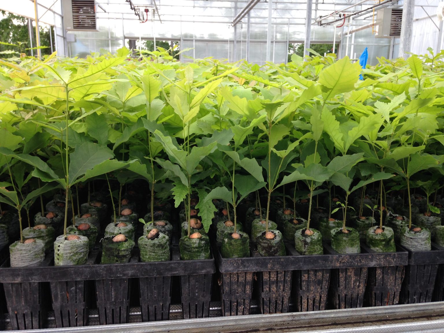 Plugs - Verbinnen's Nursery