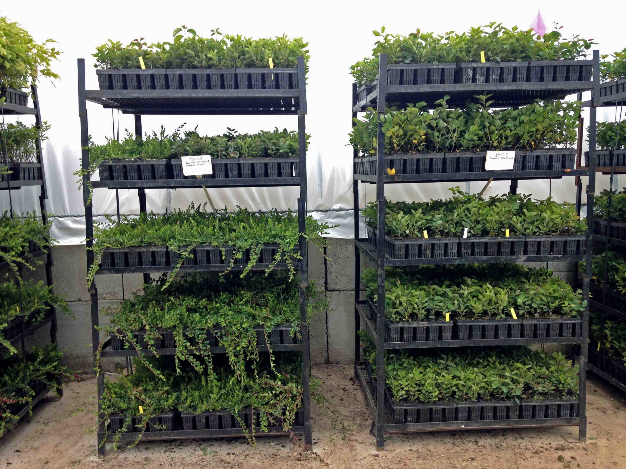 Plugs - Verbinnen's Nursery