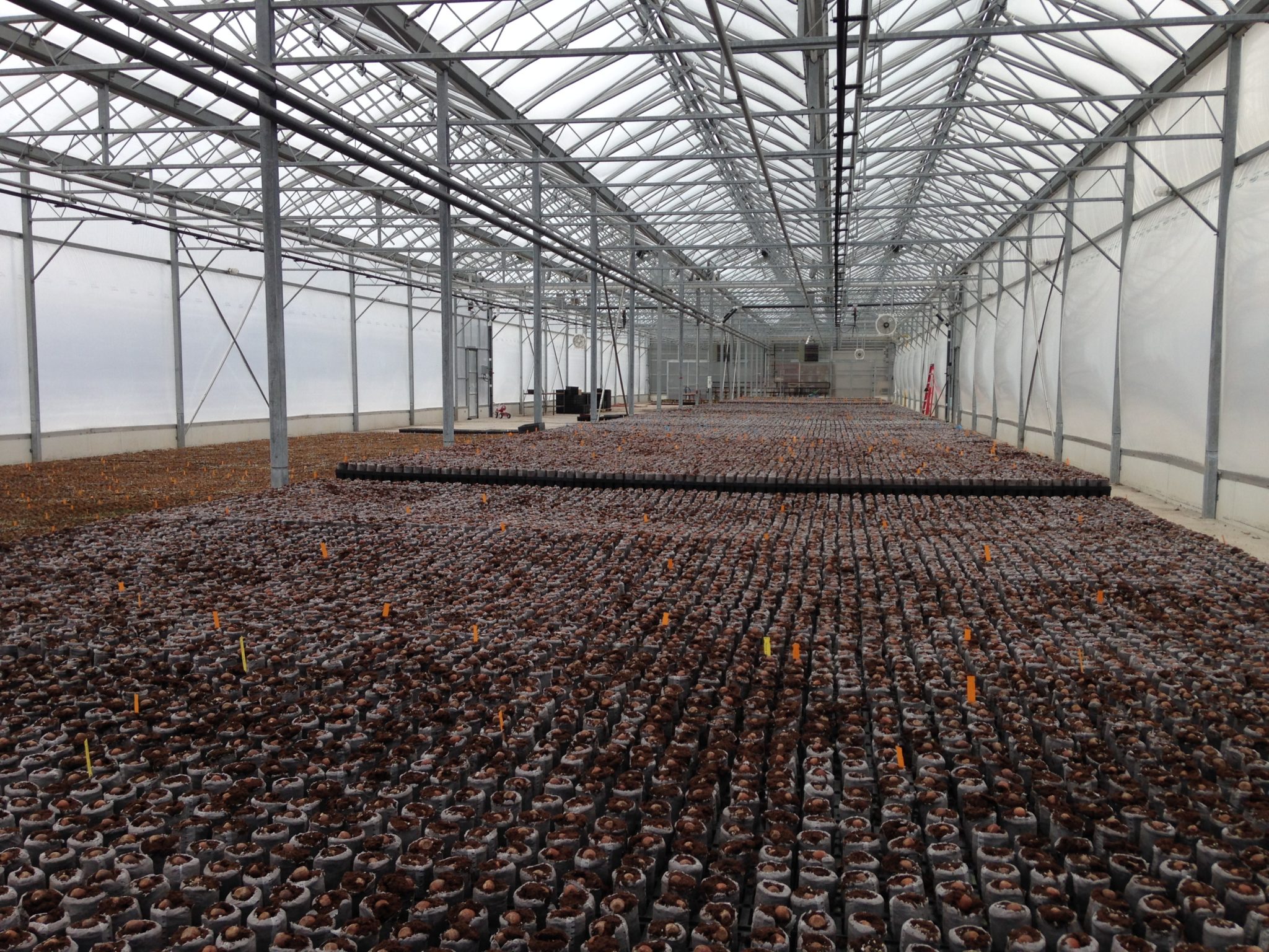 Plugs - Verbinnen's Nursery