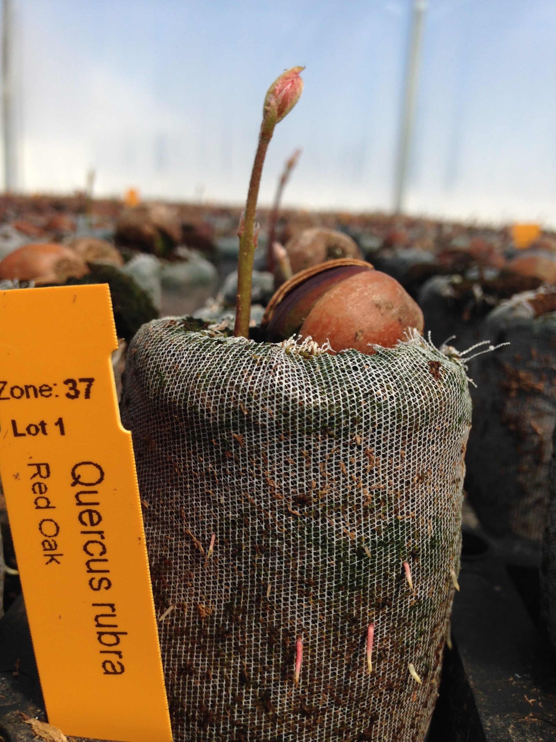 Plugs - Verbinnen's Nursery