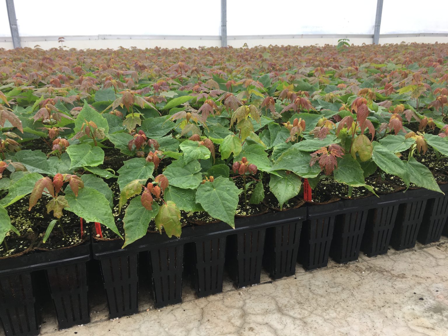 Plugs - Verbinnen's Nursery