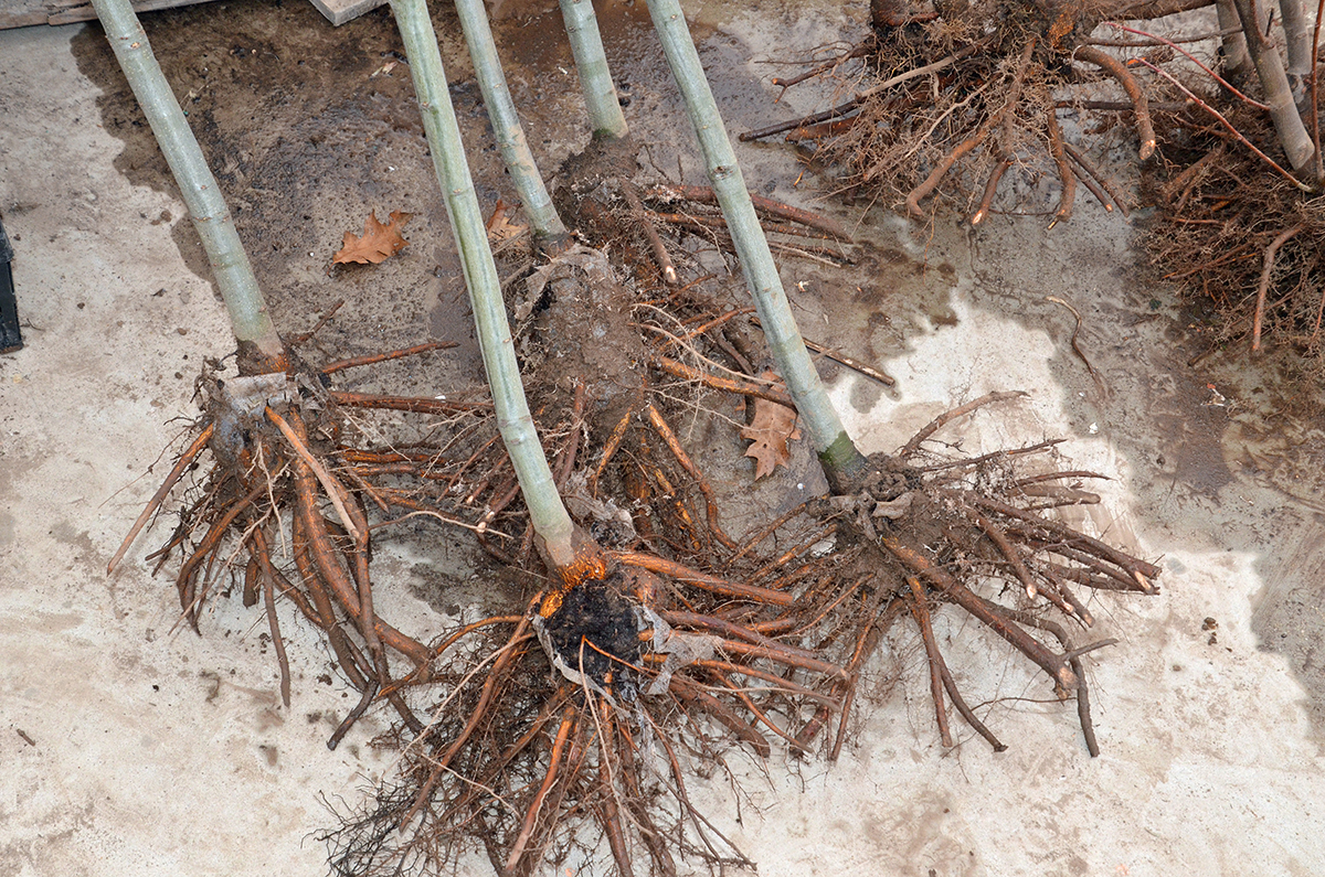 Bare Root - Verbinnen's Nursery