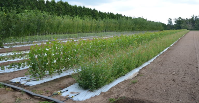 Bare Root - Verbinnen's Nursery