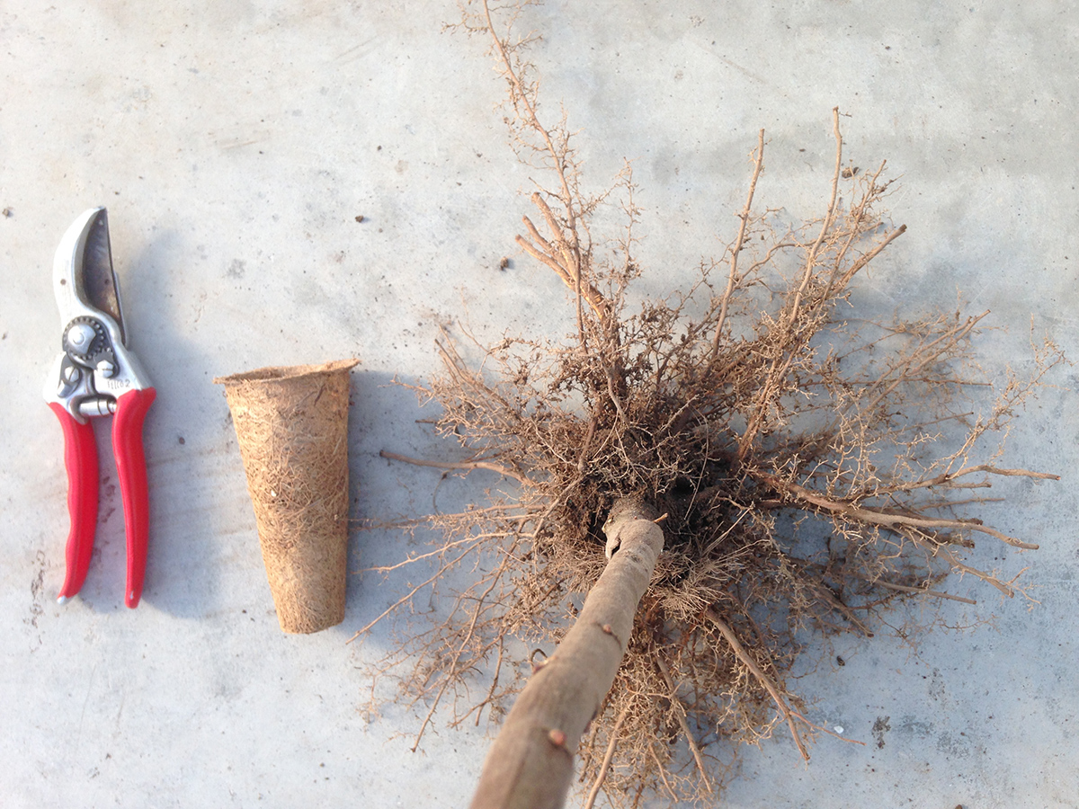 Bare Root - Verbinnen's Nursery