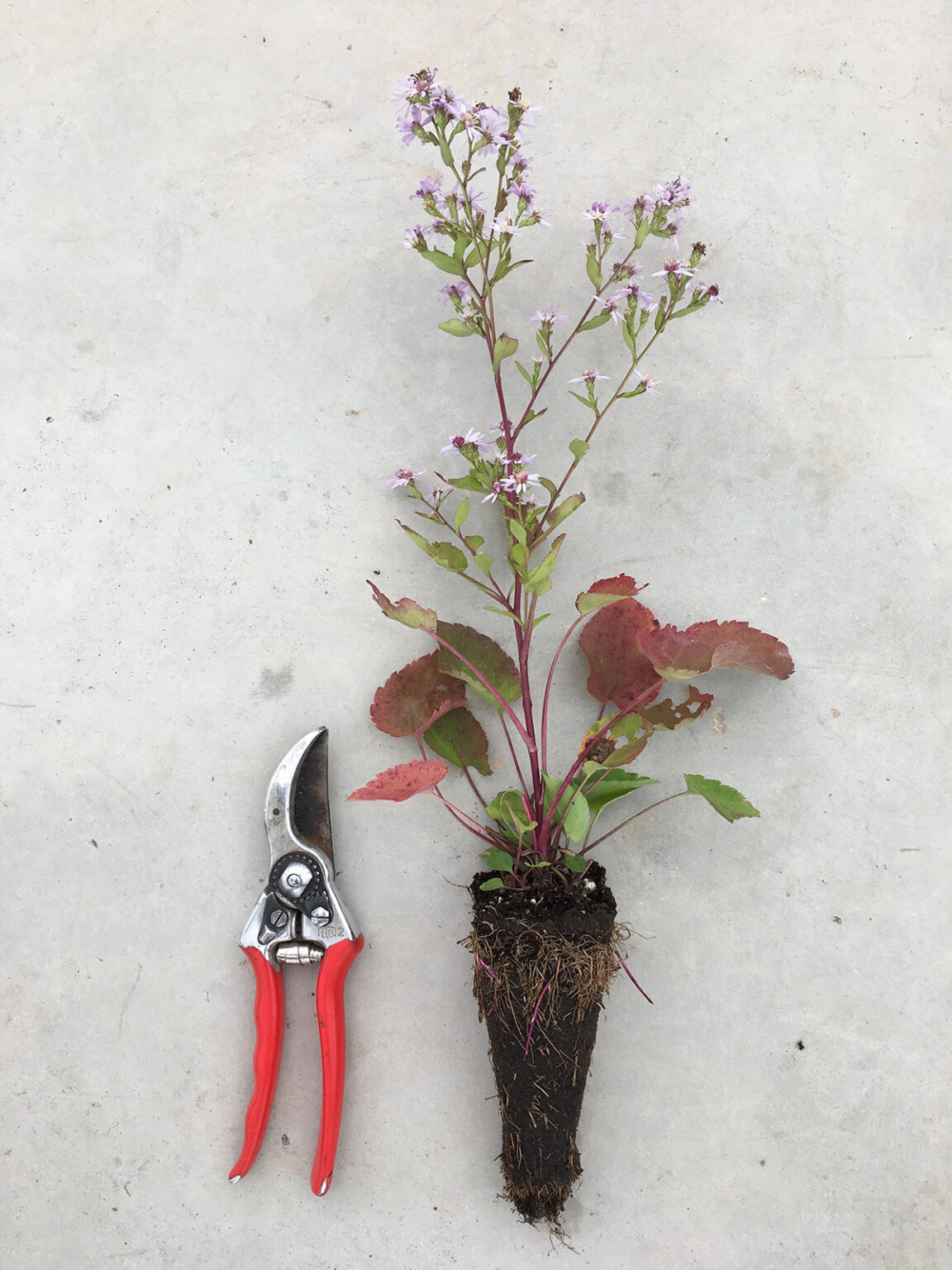 Plugs - Verbinnen's Nursery