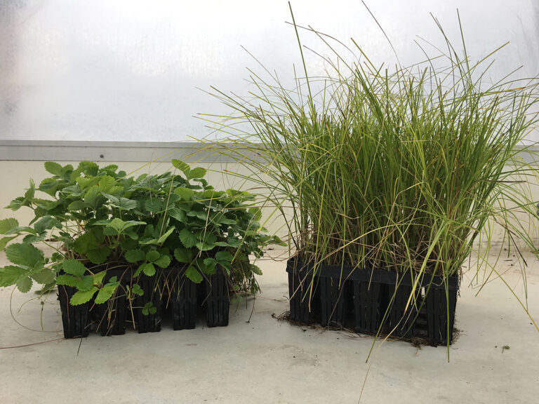 Plugs - Verbinnen's Nursery